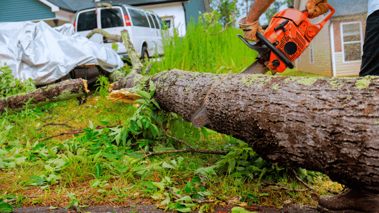 Toledo Tree Removal Permit Guide | Joey Tree