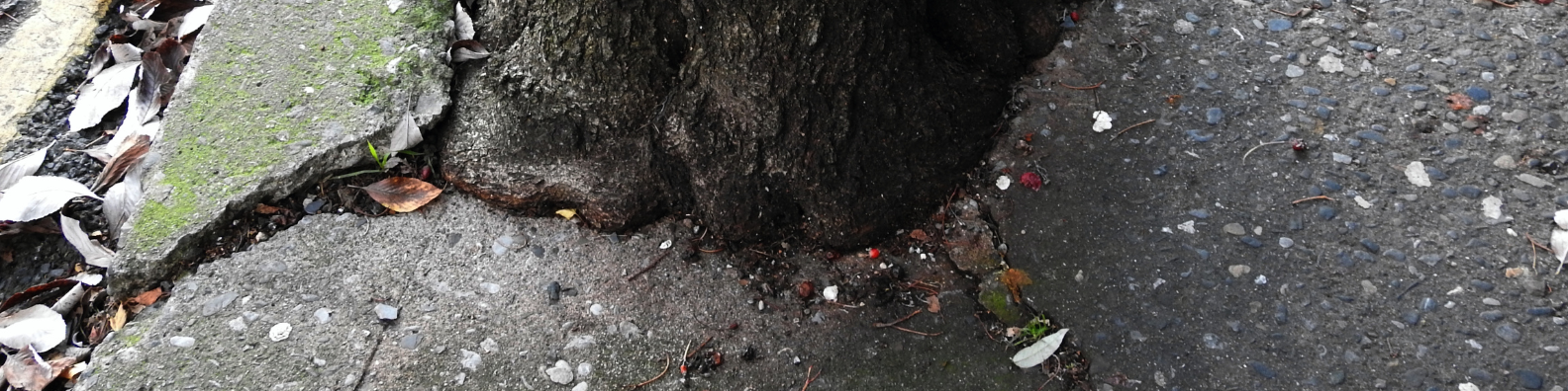 Driveway or Sidewalk Heaving Near a Tree? | Joey Tree